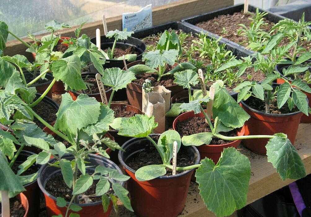 Grow your own vegetables sustainably using organic principles then ...