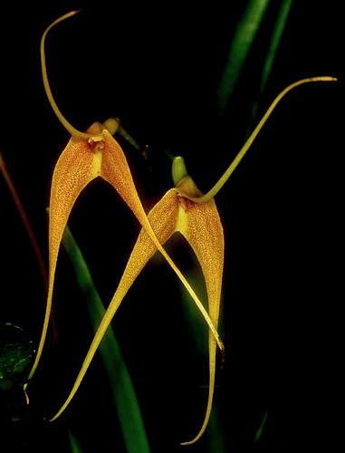 7 Beautful Pics Of Masdevallia ... see more - Top Foto