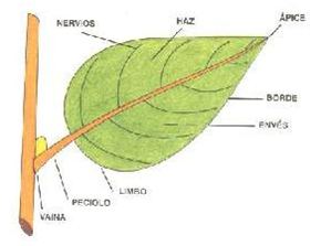 Con Ciencia para la Vida: Conceptos de botanica (Ana Maria)