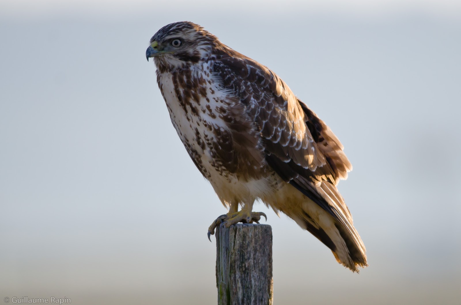 Au plus proche de la nature: Buse variable