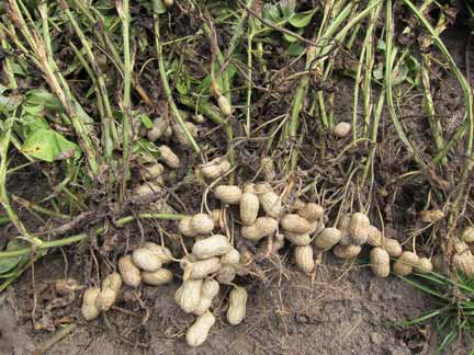 To the ends of the earth: The Life of a Groundnut (aka peanut) in South ...