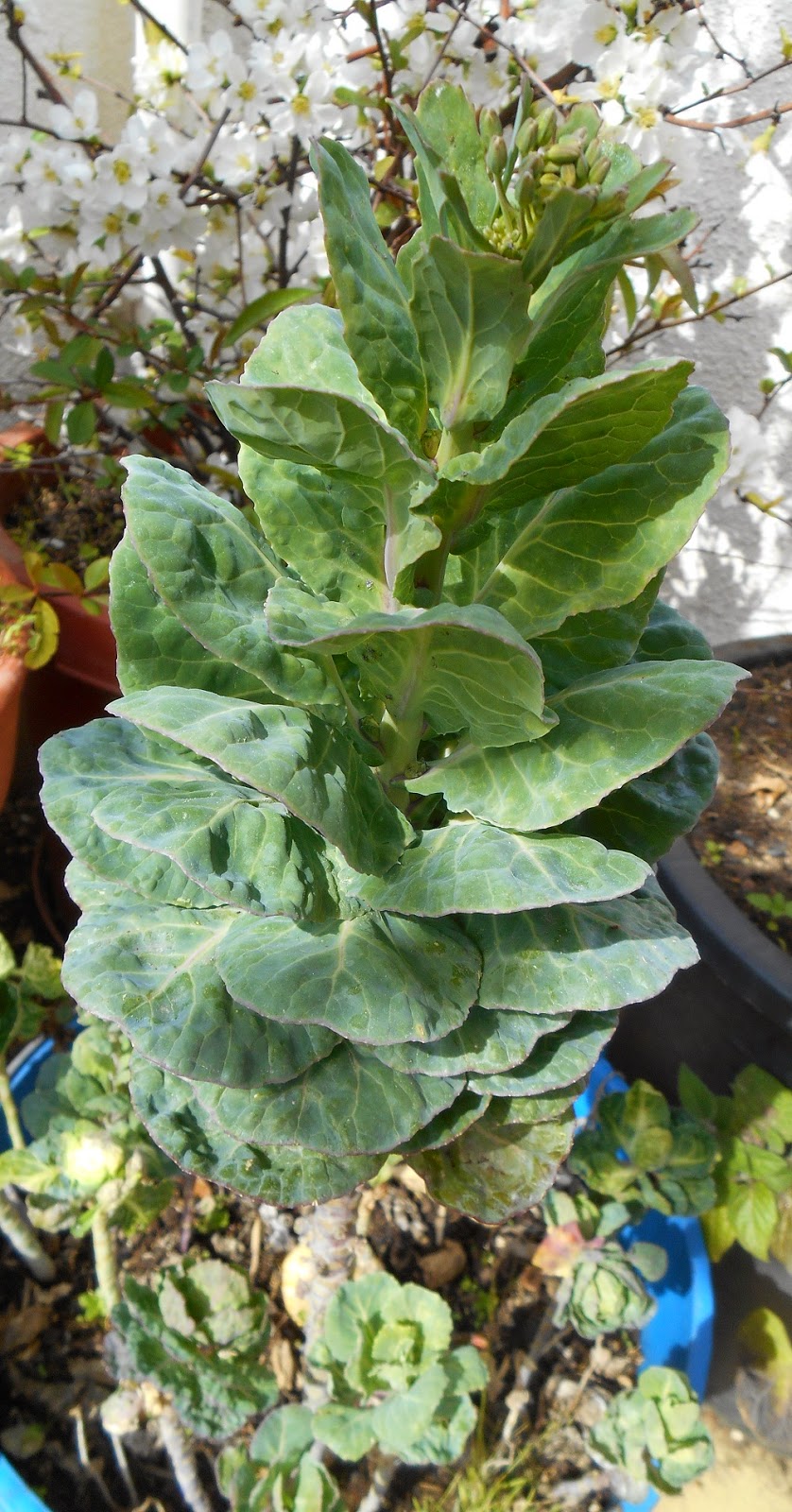 Plantas para hombres: Brassica oleracea var. Gemmifera, col de Bruselas