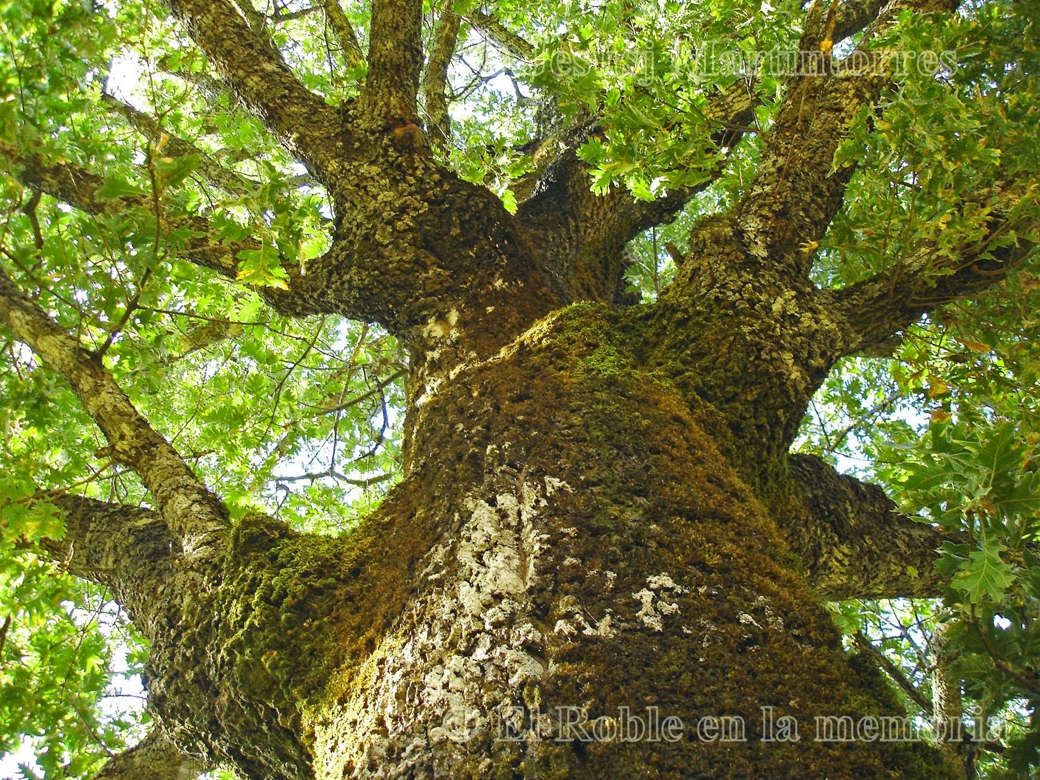 El Roble de Garciaz: Quercus pyrenaica, el roble de Garciaz.