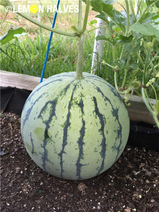Lemon Halves: Growing Japanese Cream-Fleshed Suika Watermelon Update 3