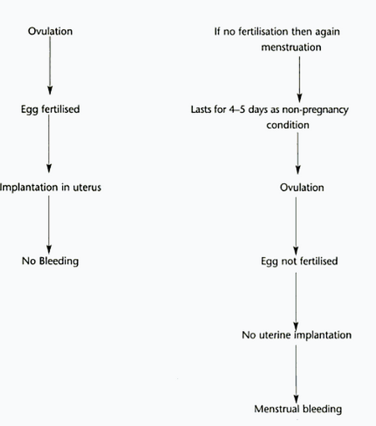 Menstrual Cycle Flow Chart Menstrual Cycle Flow Chart