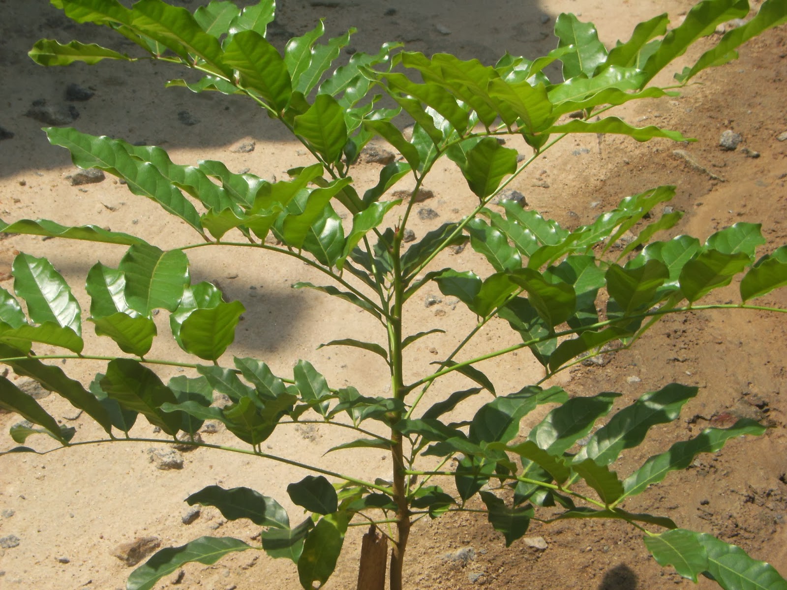 green tree small ~ Natural photography