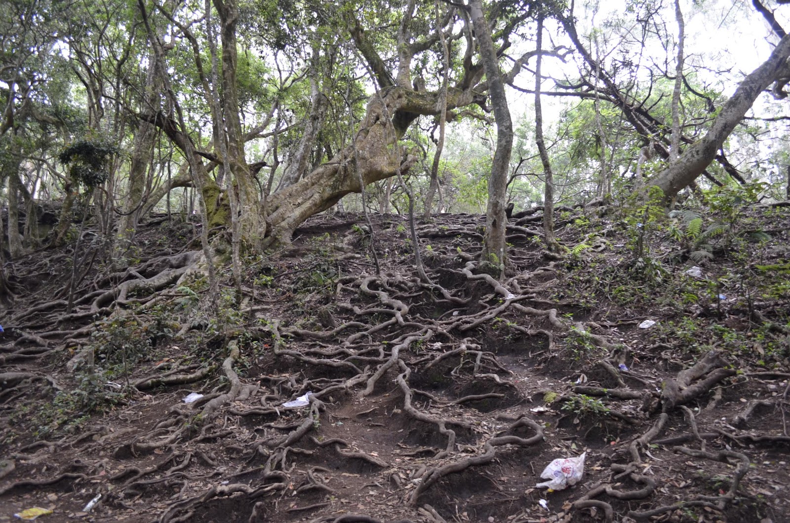 All about my travel experiences: Trip to Kodaikanal