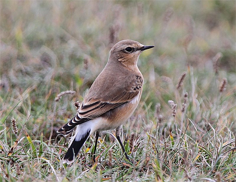 Murfs Wildlife : Wheatear