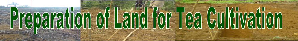 Land Preparation for Tea, Land Selection for tea, Rehabilitation of tea ...