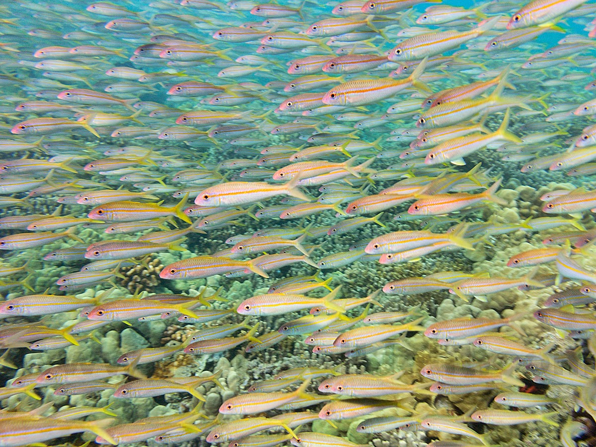 The Adventures of Maui Don - Dolphin Dude: Fishies Galore