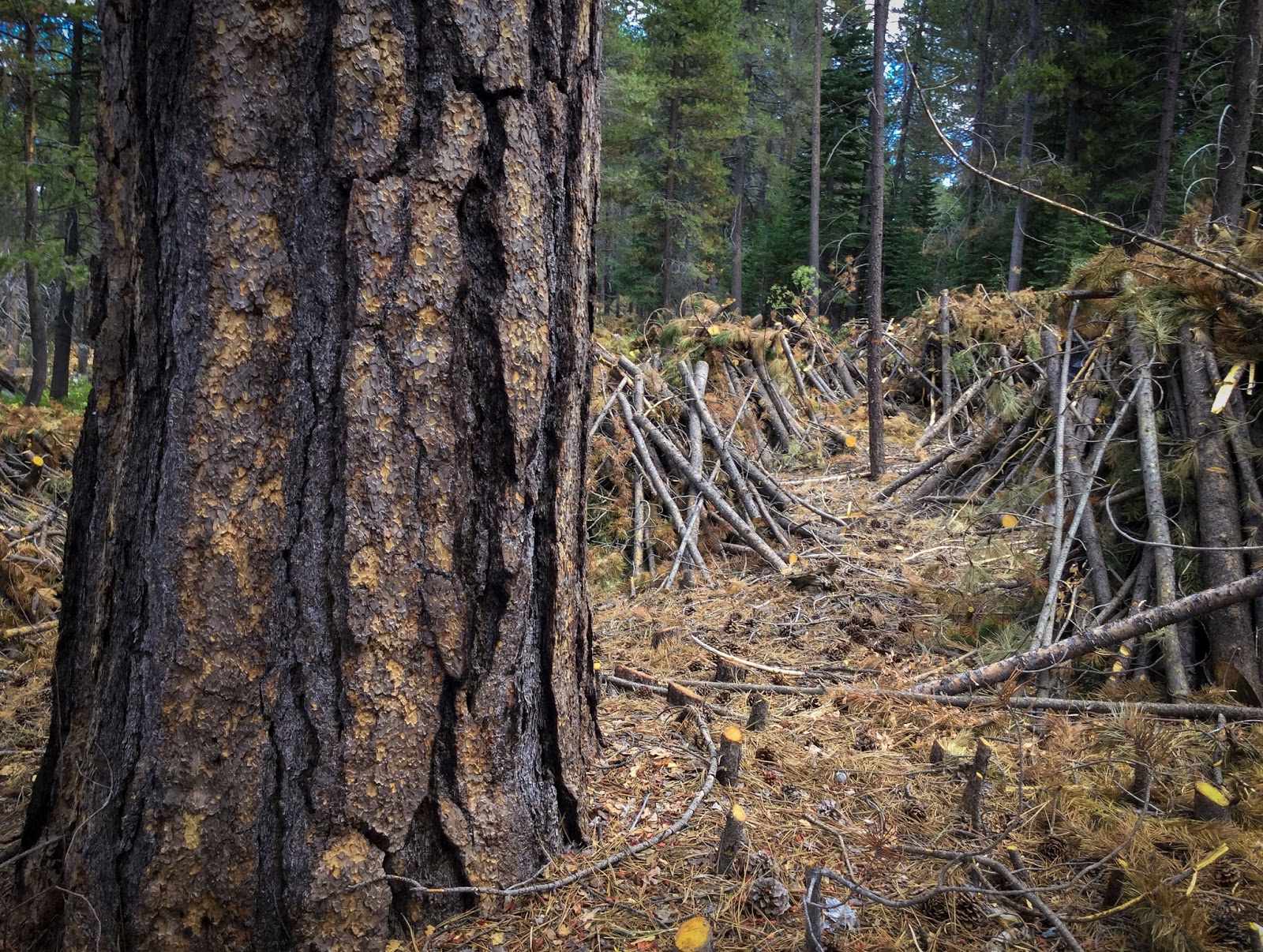 Sagehen Forest Project: Sagehen Forest Project summary