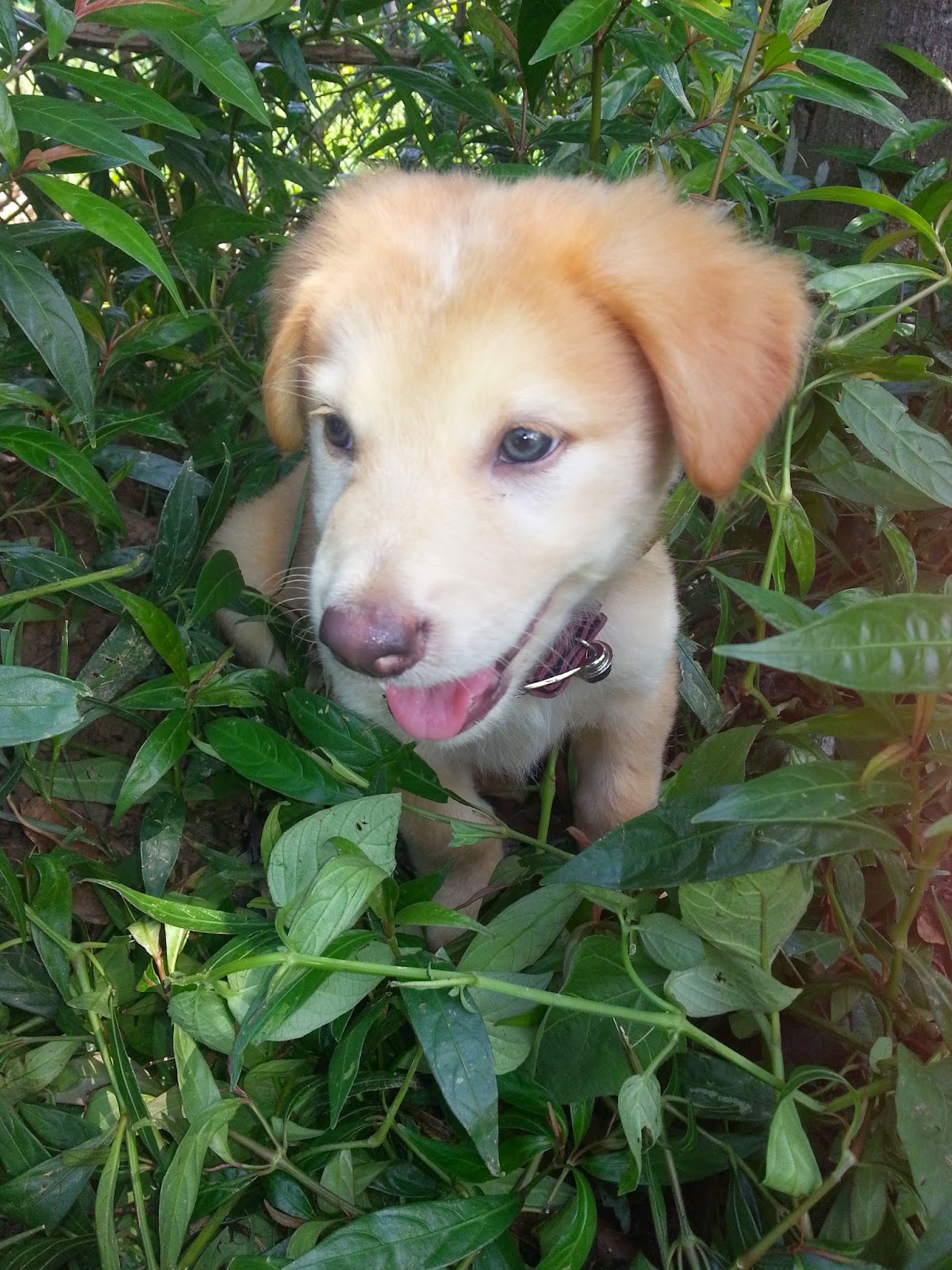 Anak anjing yang comel | VANDER GOOD