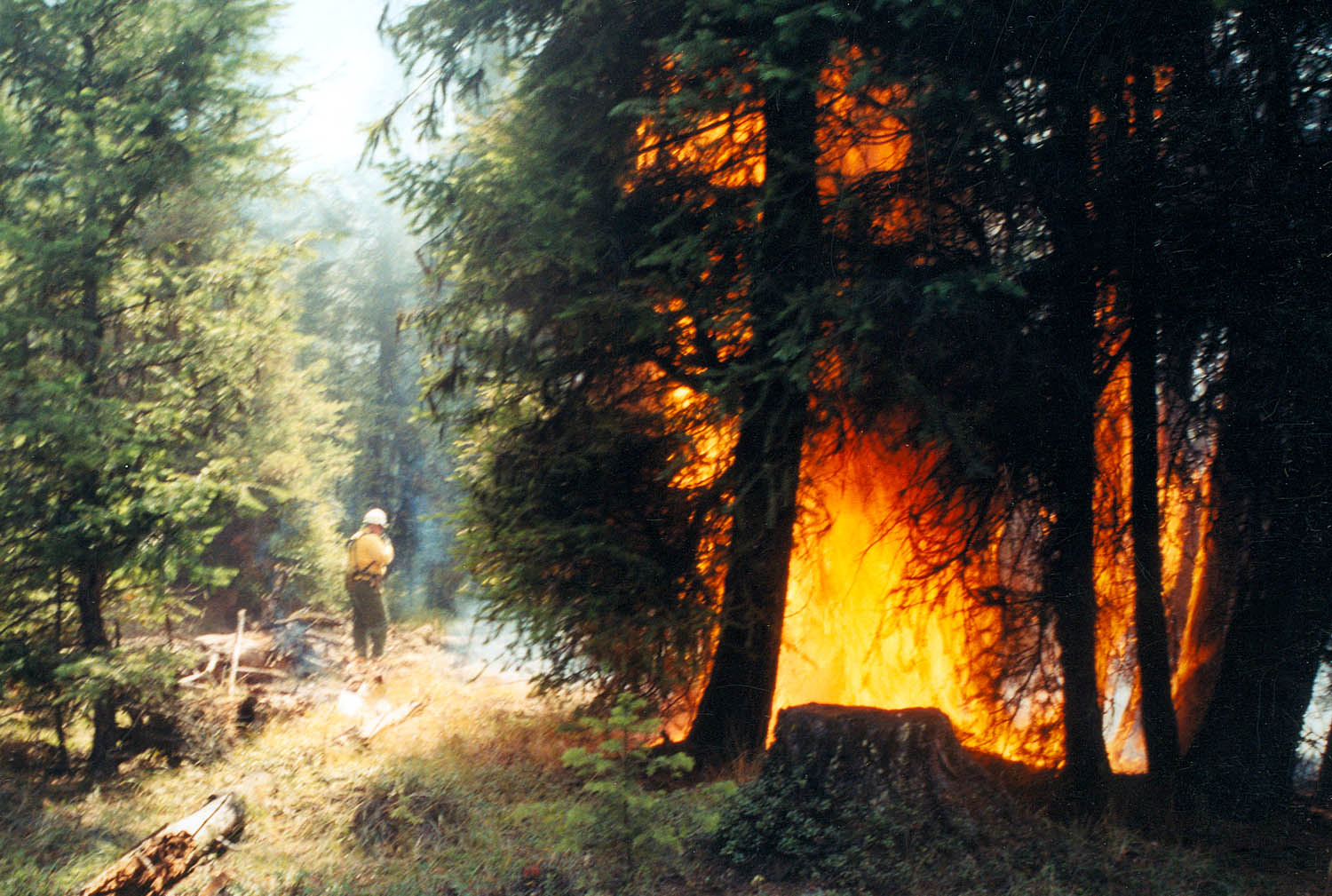 The Okanogan Highlands: Fire Ecology - Okanogan Highlands