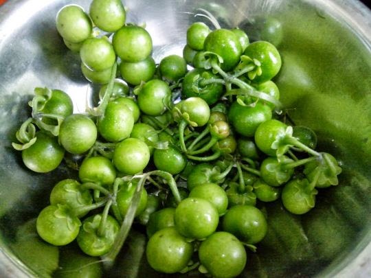 Inilah Khasiat Tersembunyi Leunca yang Tak Banyak Diketahui | Publish ...