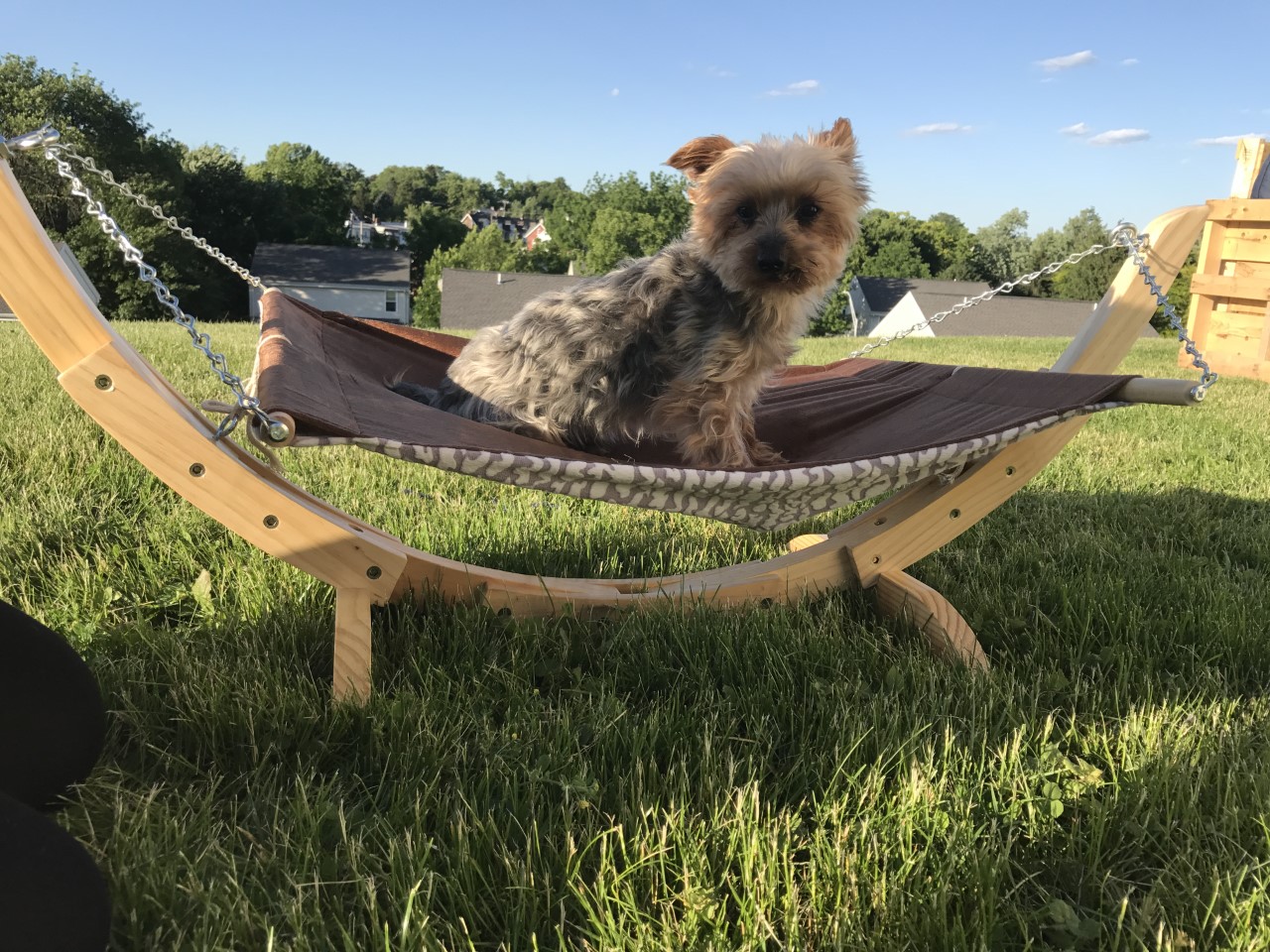 Beauty by Gisell: Cat and Dog Hammocks!