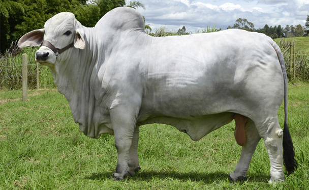 Los bovinos: Bos indicus