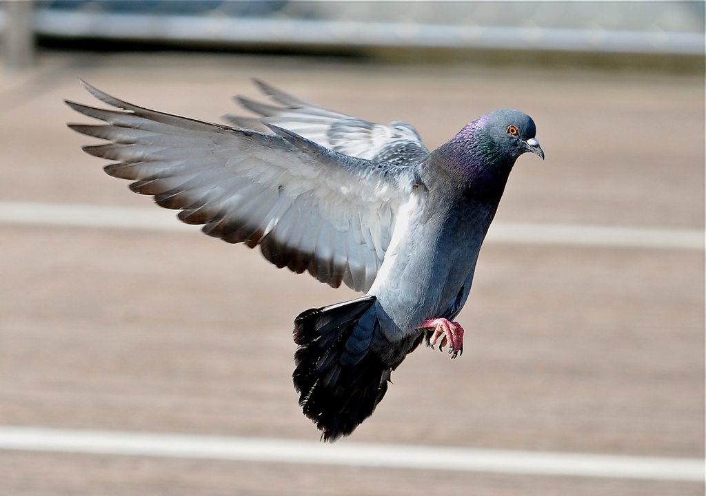 Feral Pigeon - Birds World