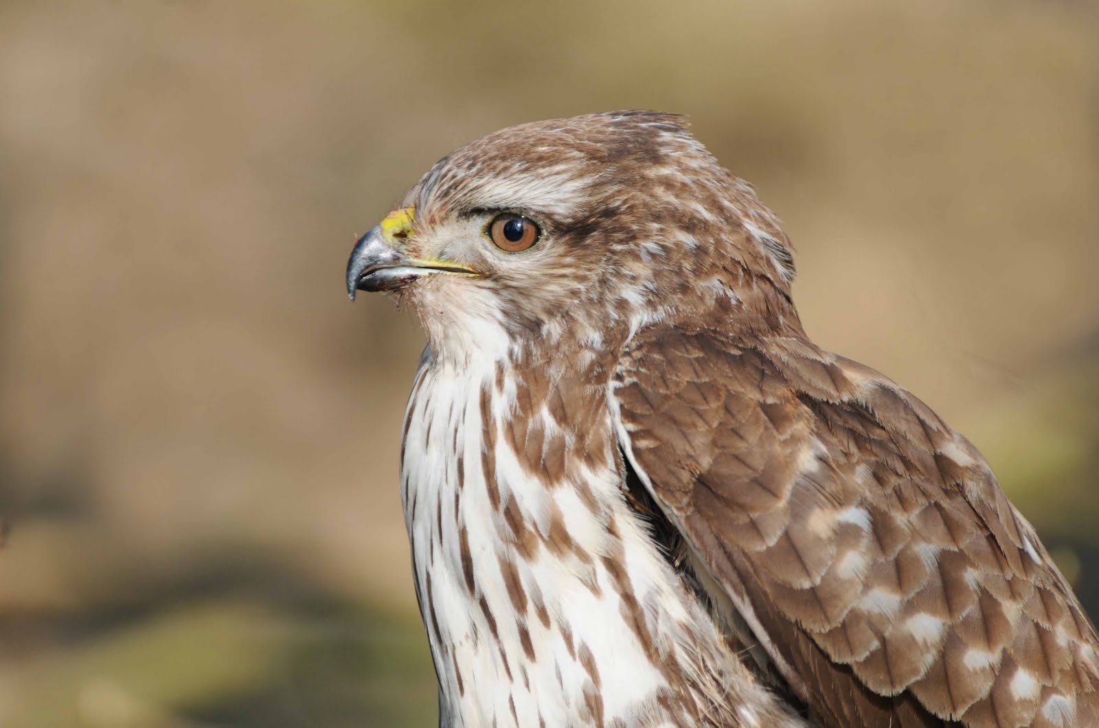 Baalbergen Birding Blog: Tamme buizerd op Landgoed Middachten