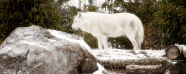 White Wolf : World Animal Day celebrated on October 4th (Video)
