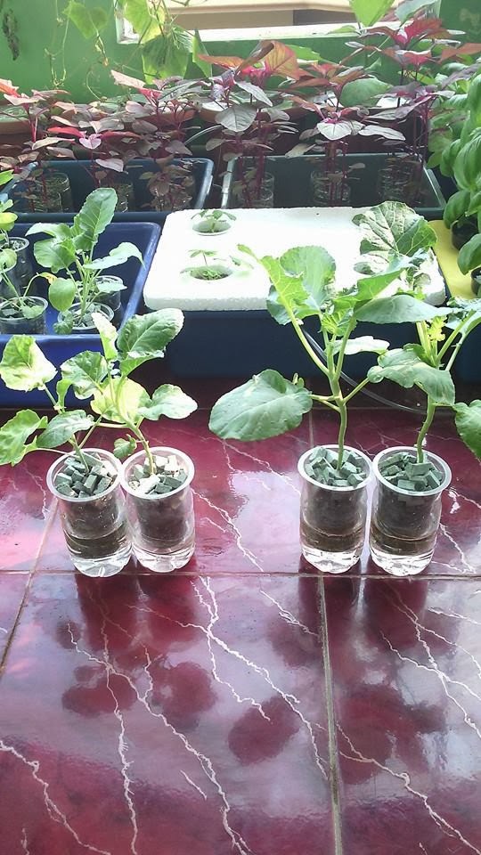 Contoh Hidroponik Sederhana, Mudah, dan Murah (Gambar) - Budidaya ...