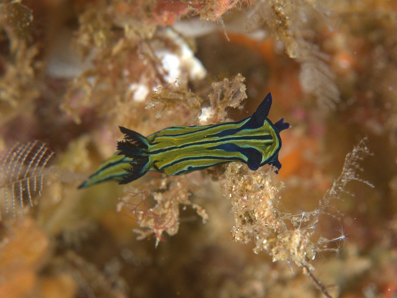 under pressure world: Blue-striped Slug- Sea of Cortez