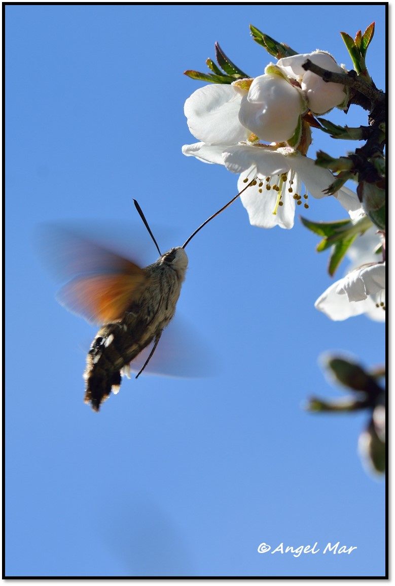 Butterflies and Dragonflies: Macroglossum stellatarum (Polilla Esfinge ...