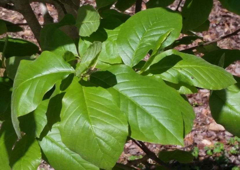 Future Plants by Randy Stewart: MAGNOLIAS