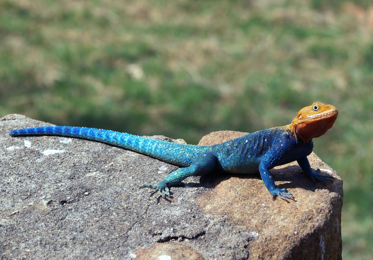 Times in Tanzania: Flora and Fauna: Agama Lizard