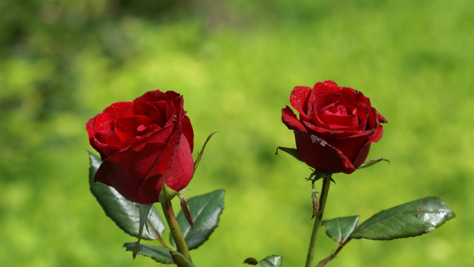 1.Rose ~ top 10 flowers of love