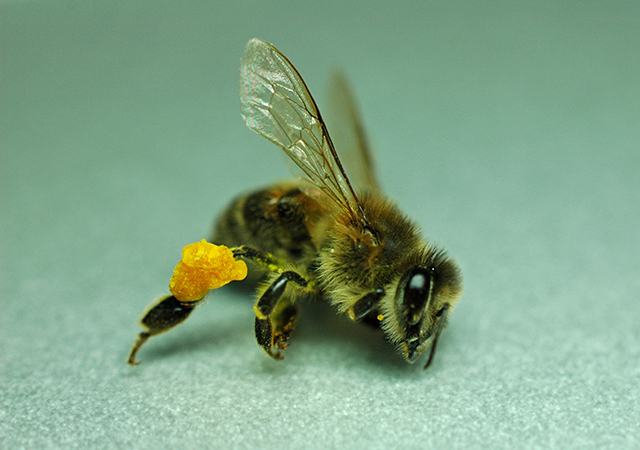 Knatolee's World: Corbicula Tuesday