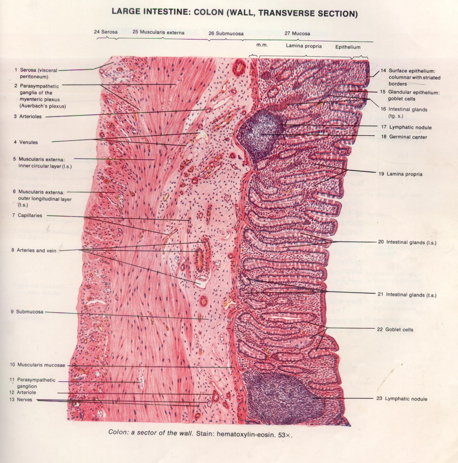 ule's blog: histologi vet.II Saluran Pencernaan