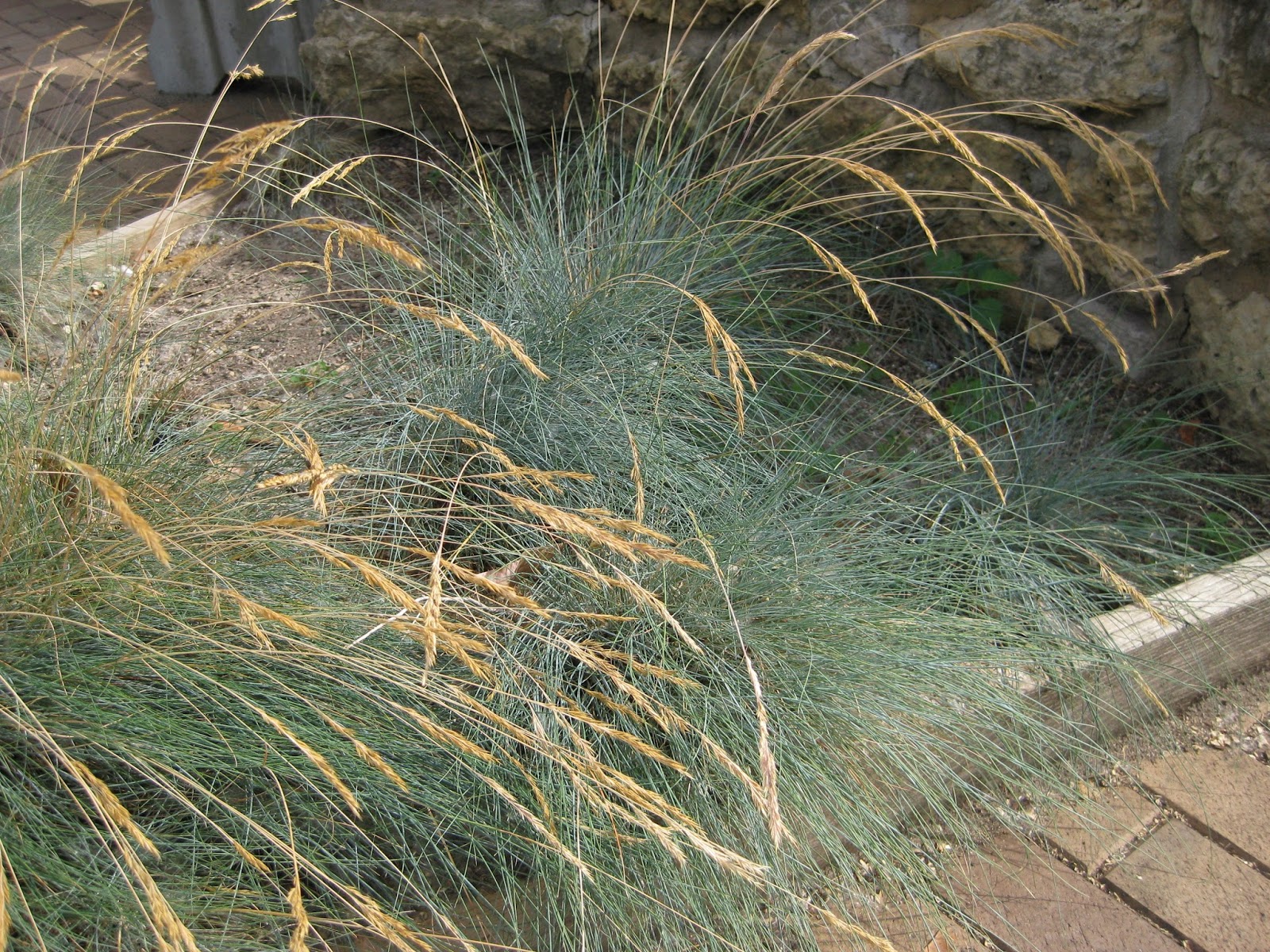 Rotary Botanical Gardens - Hort Blog: Blue Fescue (Festuca)