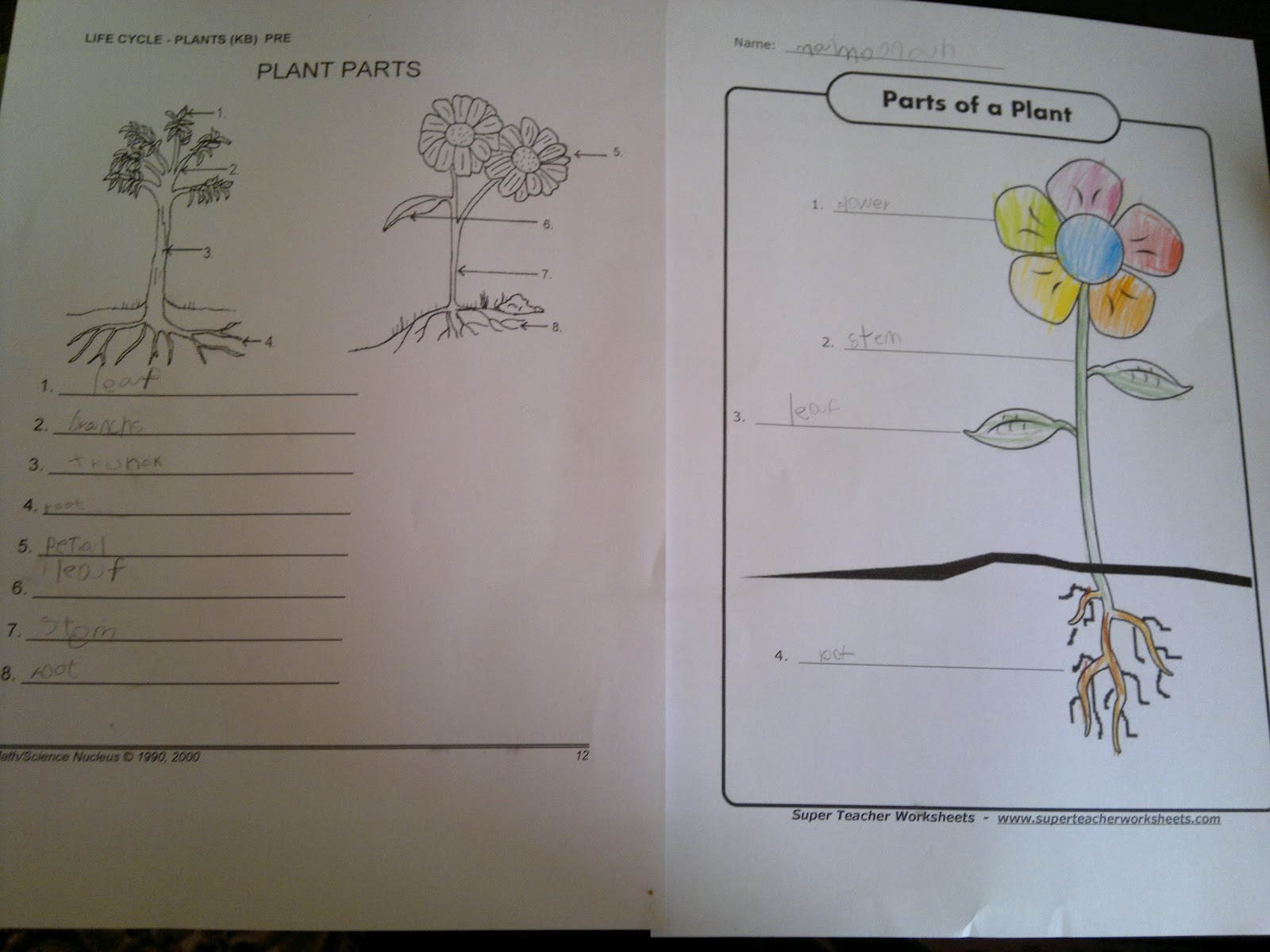 Umm Maimoonah's Journal: All about Plants!