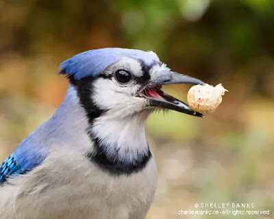 Prairie Nature: Blue Jays Eating Peanuts in my Regina Backyard