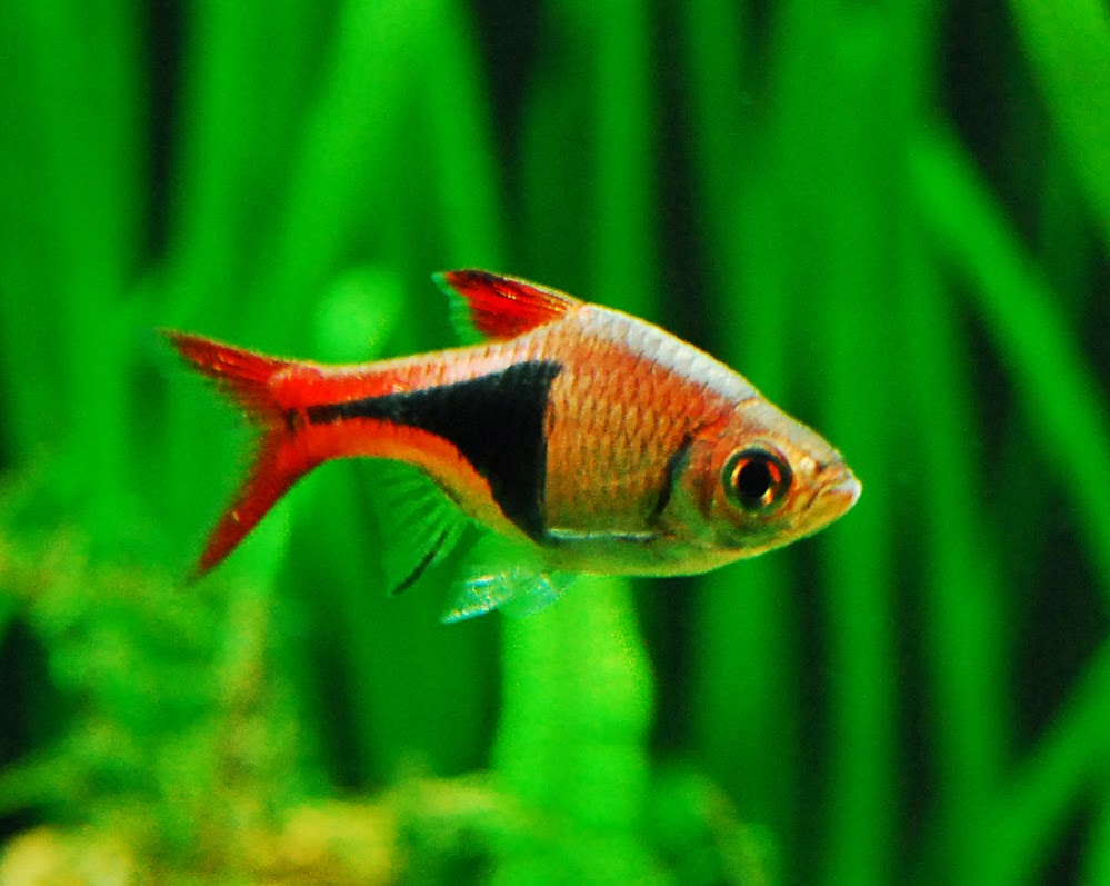 ASSOCIAÇÃO BRASILEIRA DOS CRIADORES DE CIPRINIDEOS (ABRACIPRI): Rasbora ...