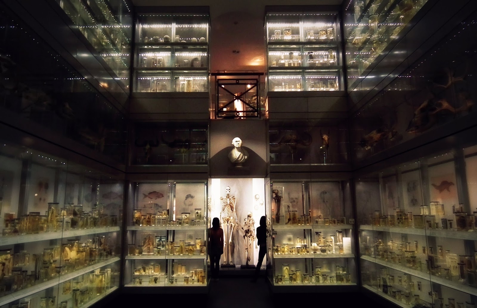 The London Dead: The Hunterian Museum - Royal College of Surgeons ...