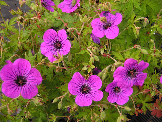 Staudefeen: Storkenæb - lyserøde/pink nuancer