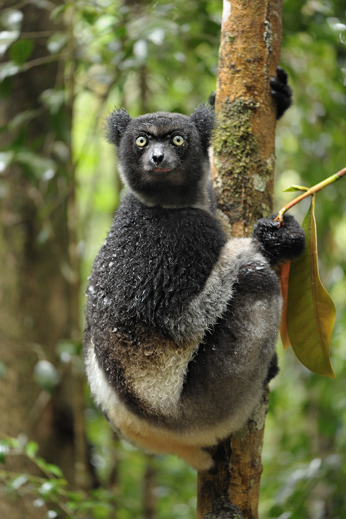 O Livro da Natureza: Lemures