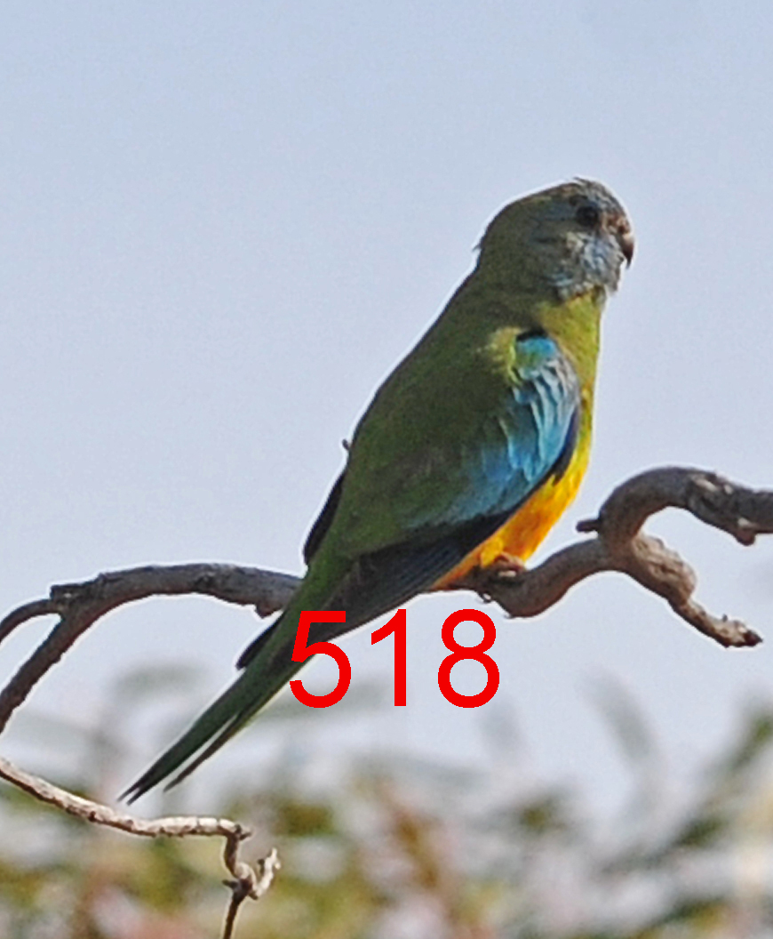 The Great Aussie Birdshoot