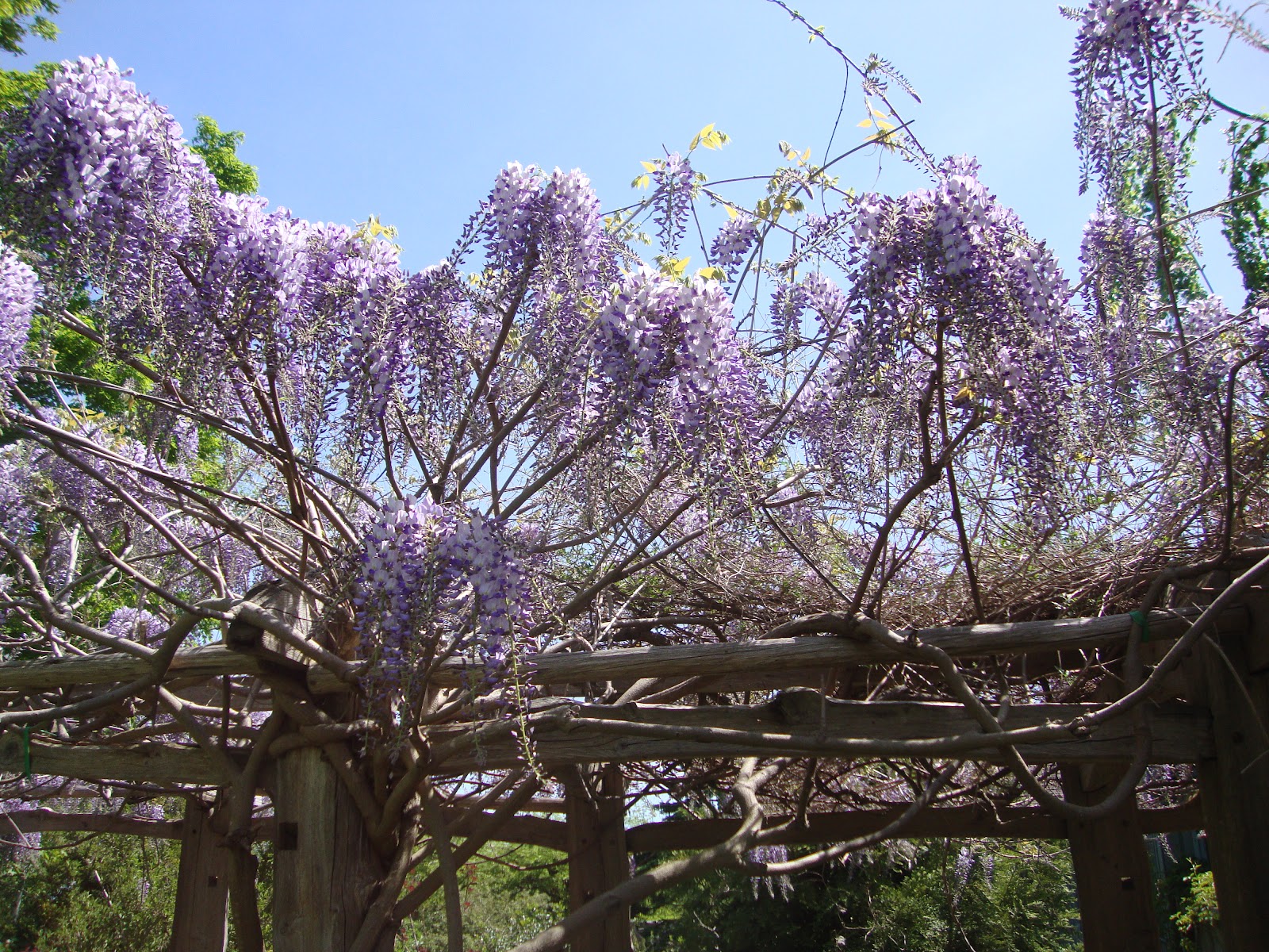Passage to Sackville.: The Tangled Garden.