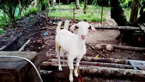 Melawat Anak Kambing di Kampung