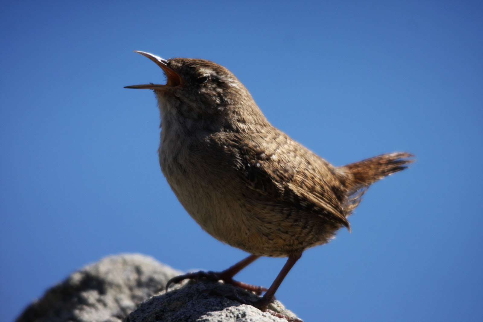 Morgithology: St Kilda Wren 4 April 2013