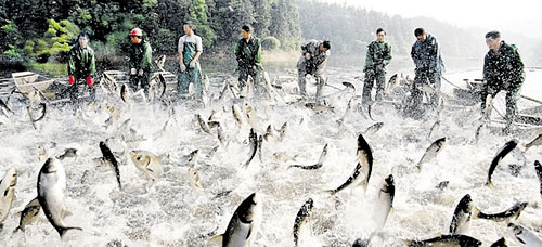 PDK SELAYANG / CBR SELAYANG: Tangkap ikan dengan tangan