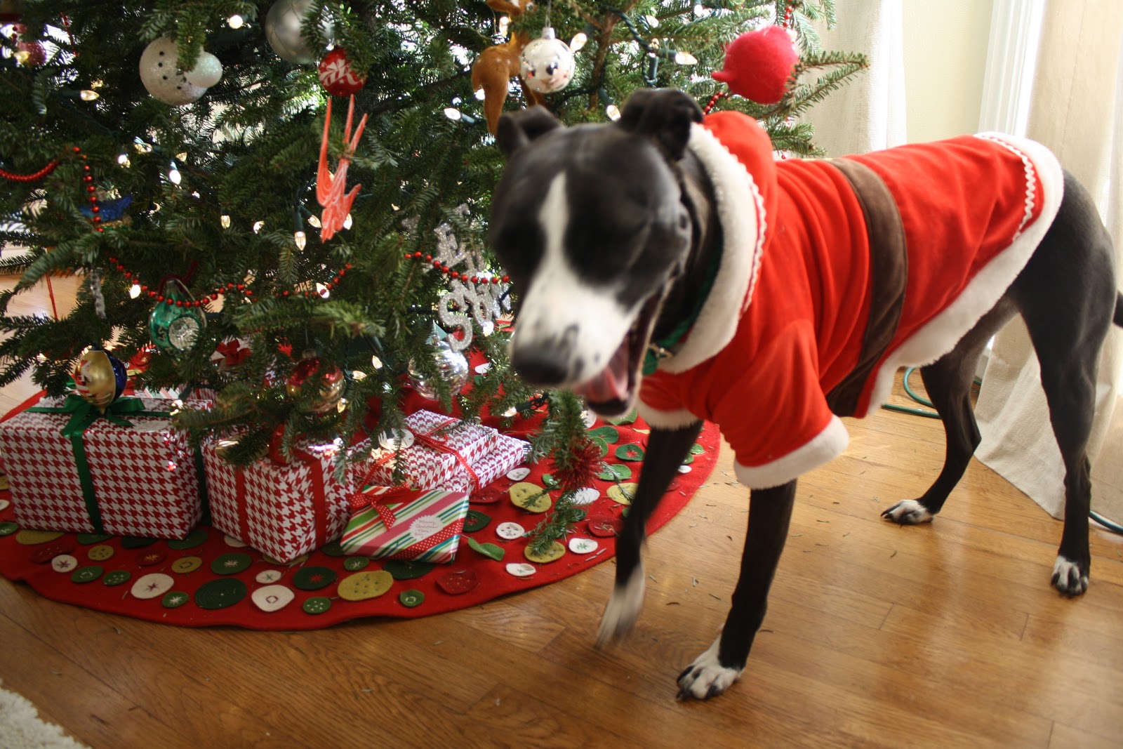 Santa Clause Dogs - Dogs Breeds Guide