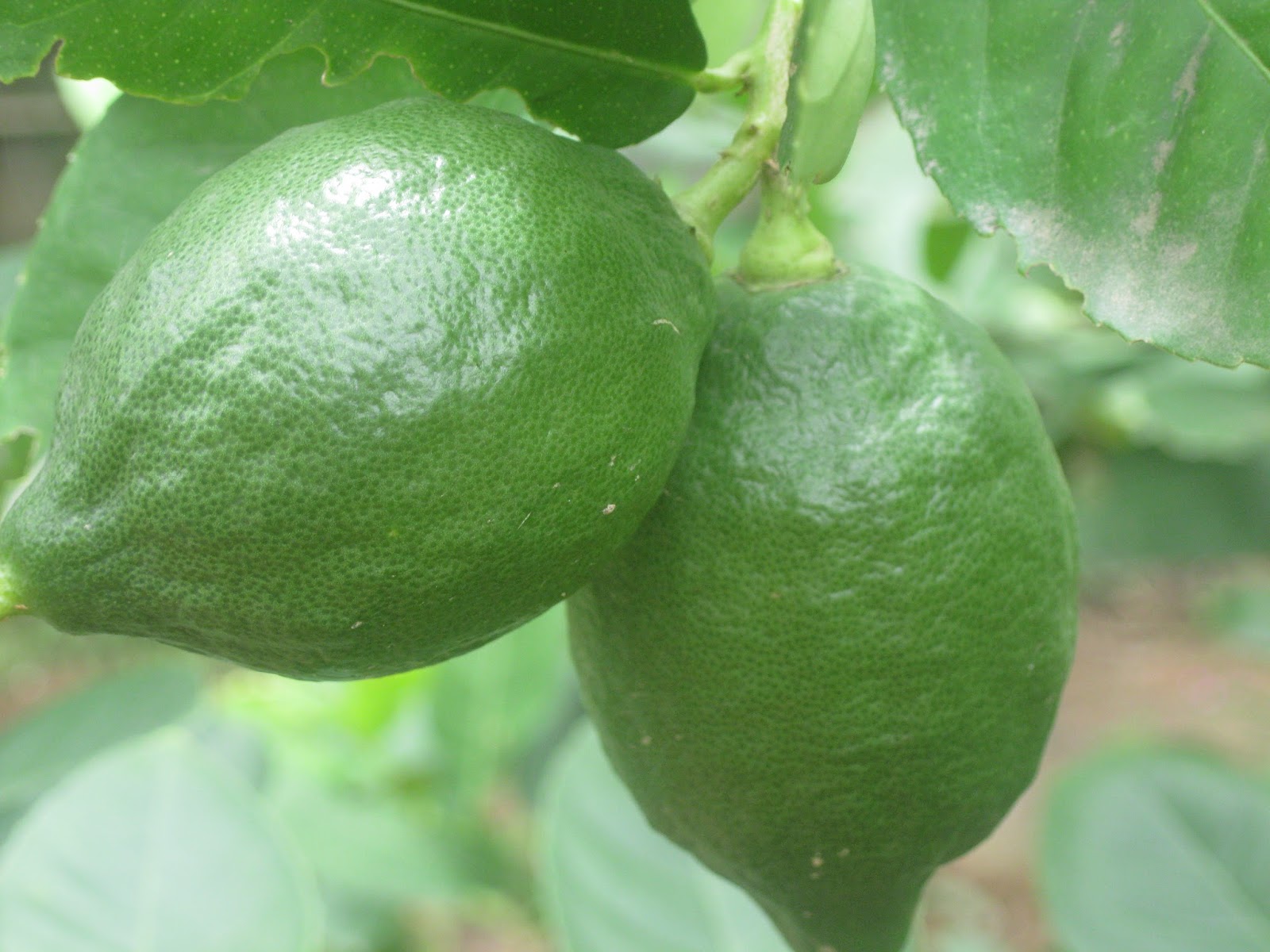 Red Mud Green Harvest: Narthangai fame in our garden