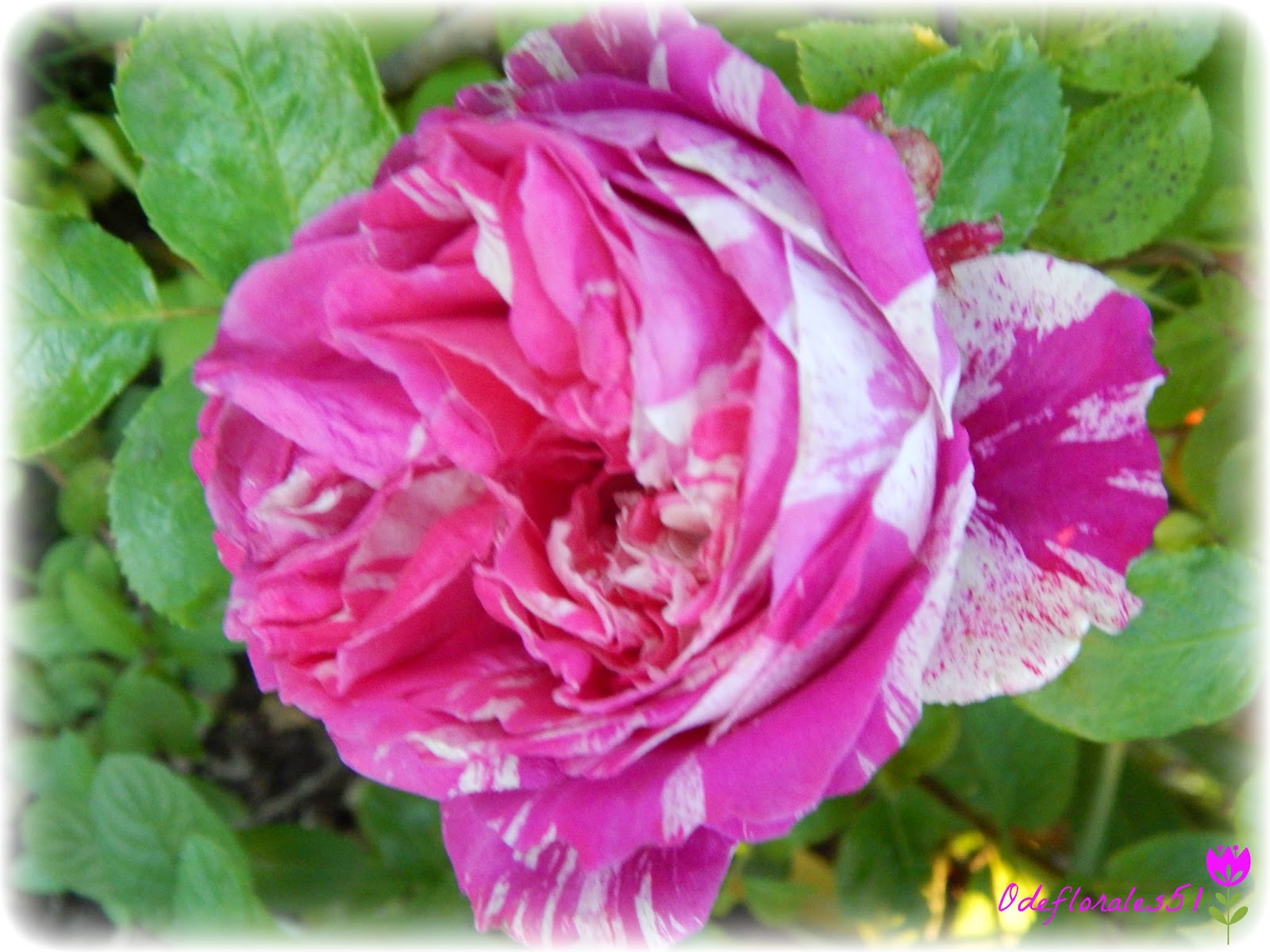 Beautés Florales : Rosier Ines SASTRE