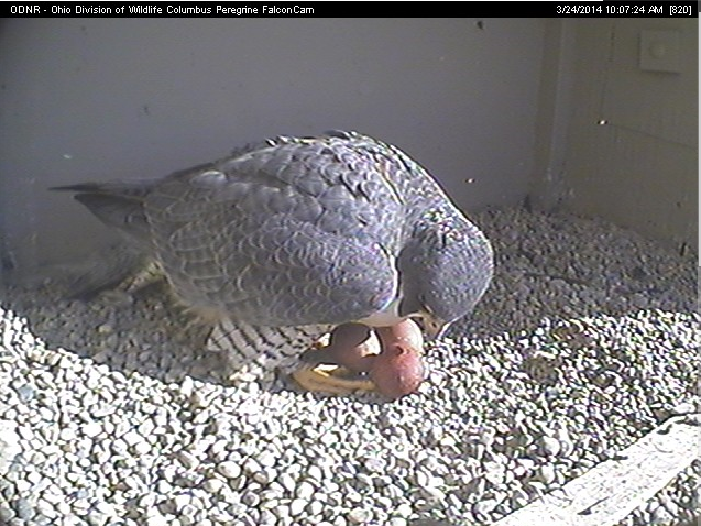 Columbus Peregrine Falcon Update: And Then There Were...THREE!