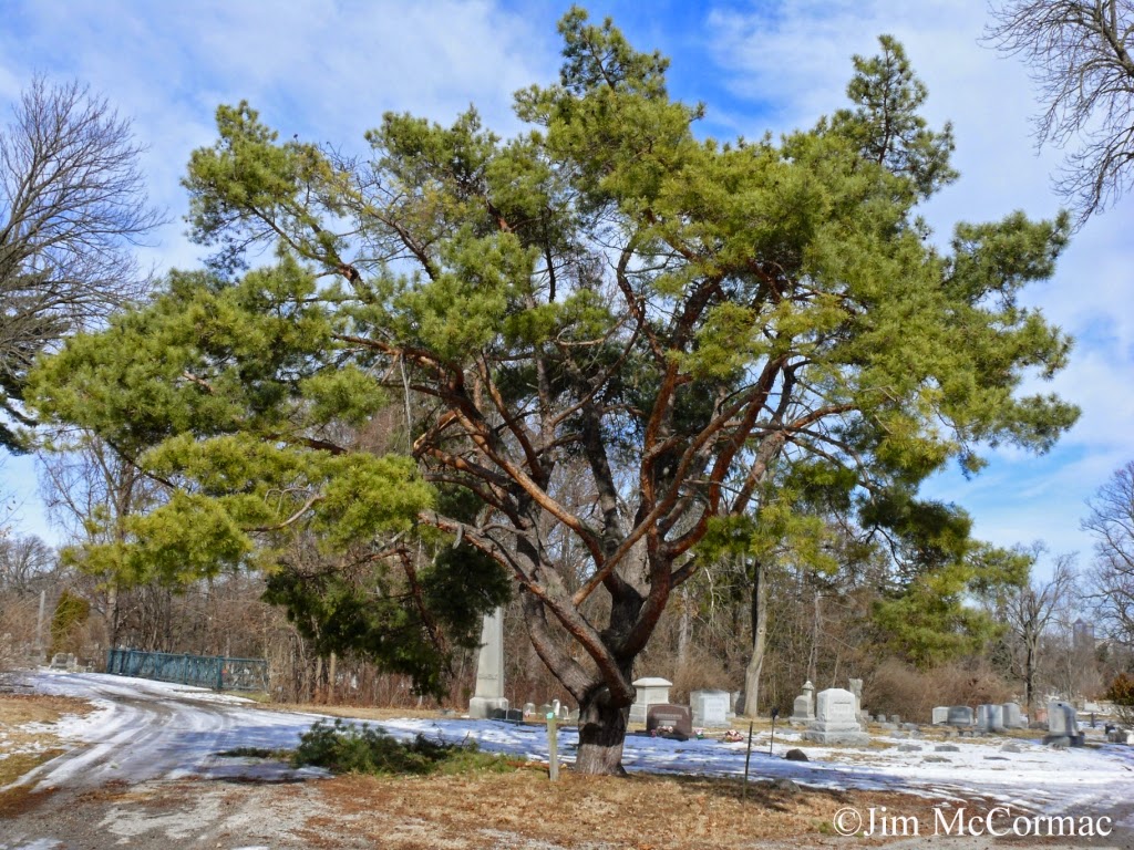 Ohio Birds and Biodiversity: Sapsucker, sucking sap