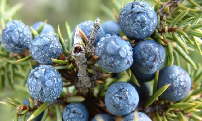 Spark Naturals Blog: Juniper Berry Diffuser Blends