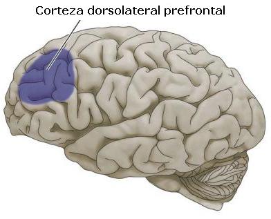 neuroanatomia del lobulo frontal